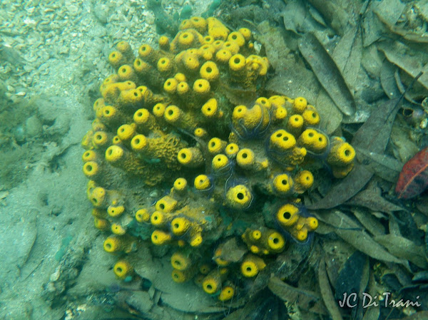 Sponge | Project Noah