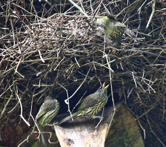 Palmchat | Project Noah