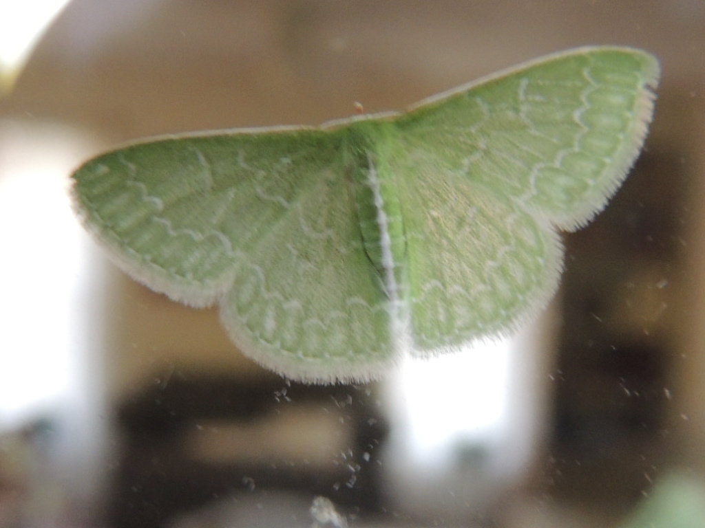 Southern Emerald Moth | Project Noah