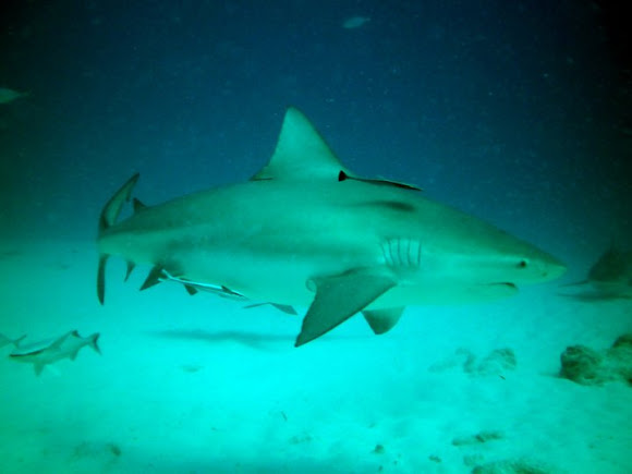 Bull Shark | Project Noah