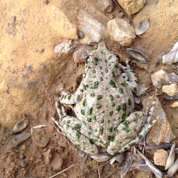 Crapaud persillé Common parsley frog | Project Noah