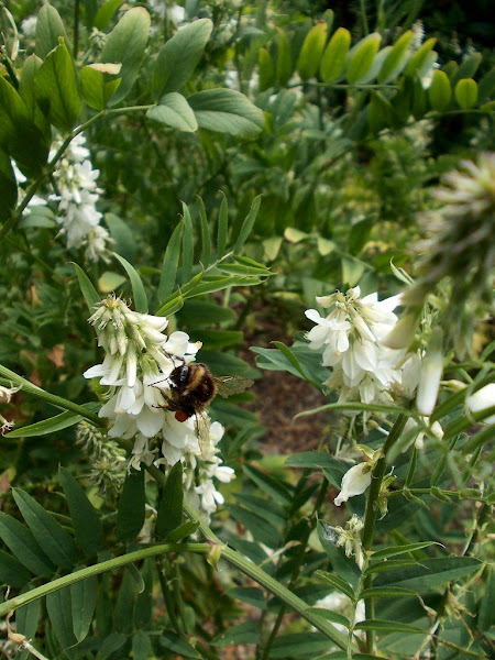 White tufted vetch | Project Noah