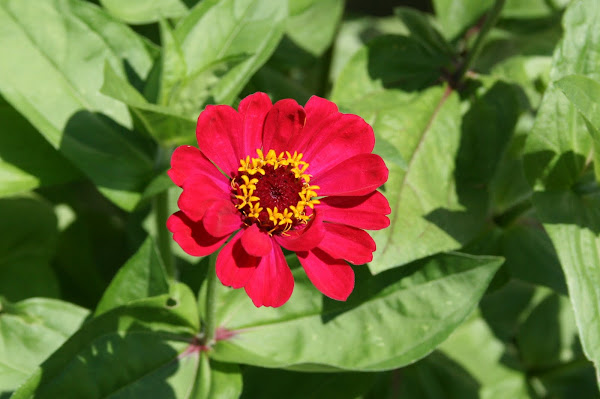 Zinnea | Project Noah