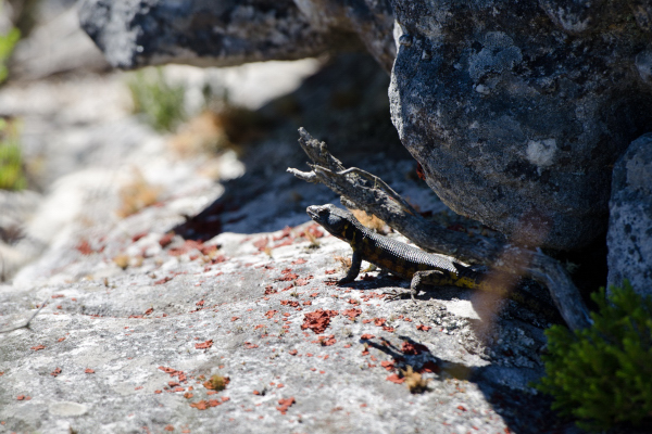 Cape crag lizard | Project Noah