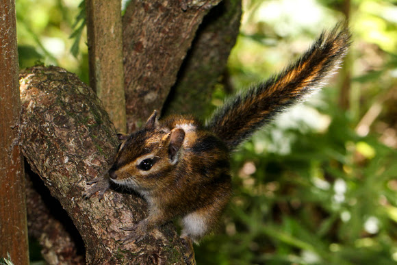 Townsend's Chipmunk | Project Noah