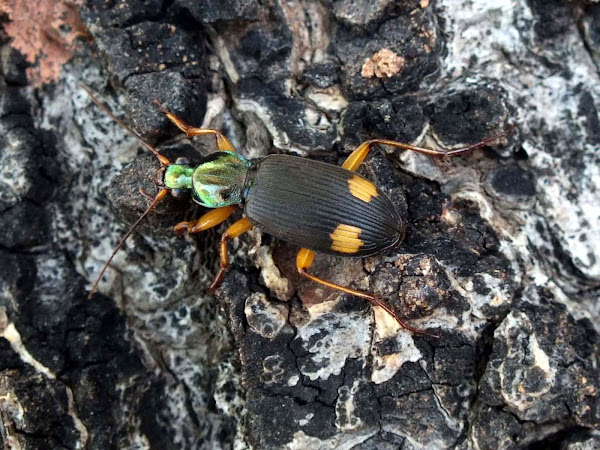 Ground Beetle | Project Noah