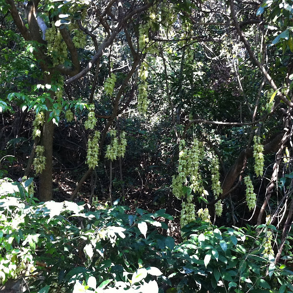 Birdwood's Mucuna | Project Noah