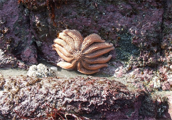 Eleven-armed sea star | Project Noah