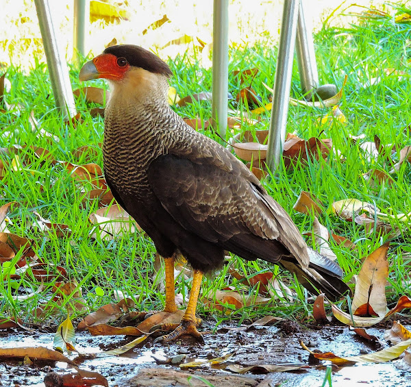 Caracará(Southern Caracara) | Project Noah