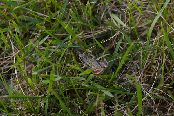 Boreal Chorus Frog | Project Noah