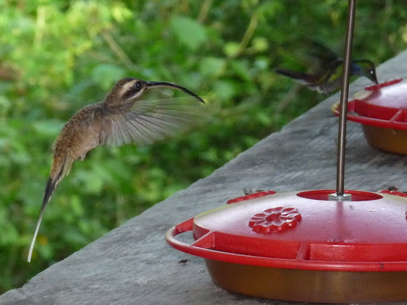 Long-tailed Hermit | Project Noah