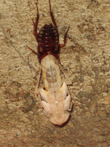 Cockroach | Project Noah