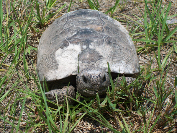 Gopher Tortoise | Project Noah