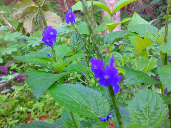 blue snakeweed flower | Project Noah