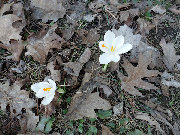 Crocus | Project Noah