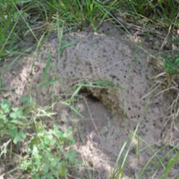 Armadillo hole in side of anthill. | Project Noah