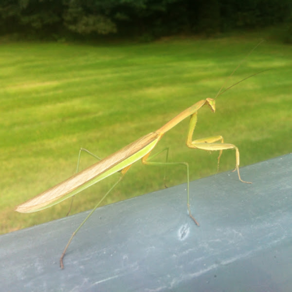 European Mantis | Project Noah