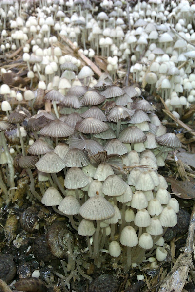 Non inky Coprinus | Project Noah