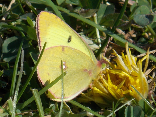 Clouded Sulpher | Project Noah