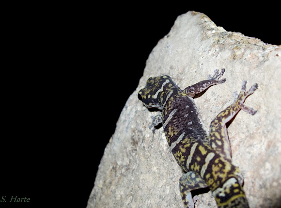 Ocellated Velvet Gecko | Project Noah