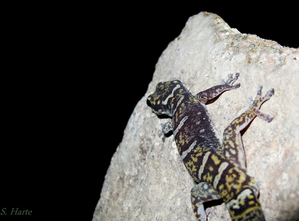 Ocellated Velvet Gecko | Project Noah