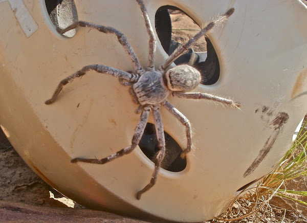 Banded Huntsman Spider | Project Noah