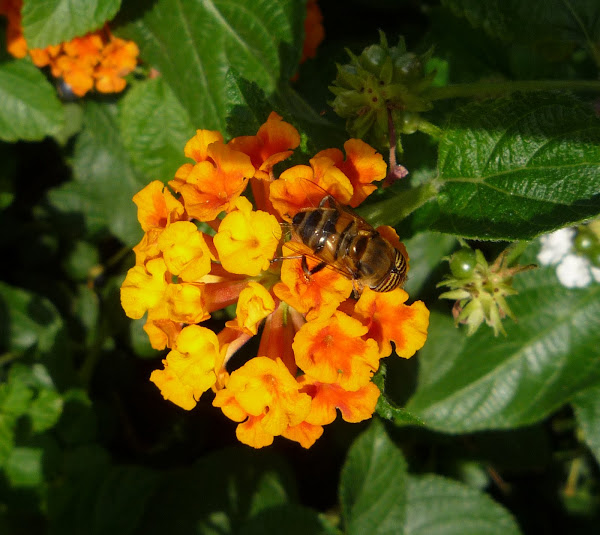 Apis mellifera, abeja europea, abeja doméstica o abeja melífera sobre ...