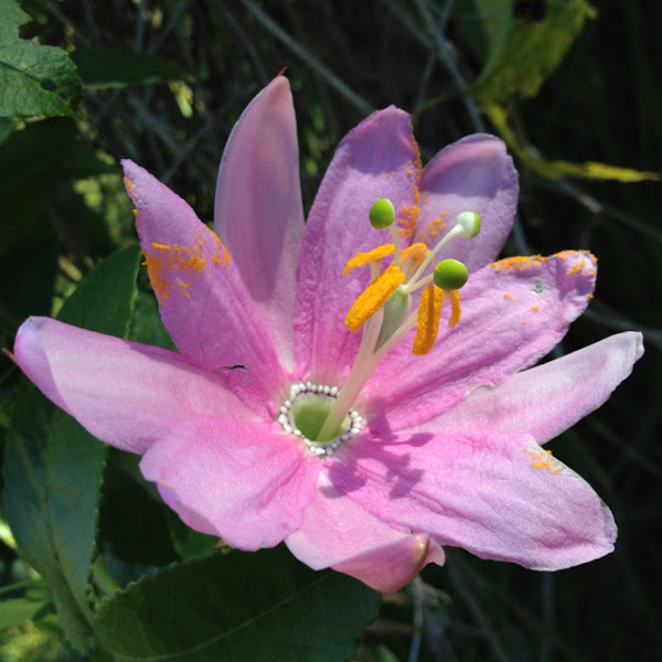 Banana poka | Project Noah