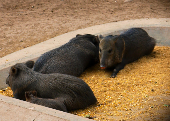 Sajino o Pecarí | Project Noah