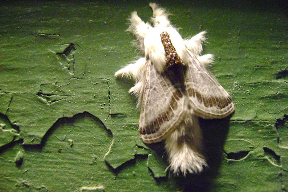 Large Tolype | Project Noah