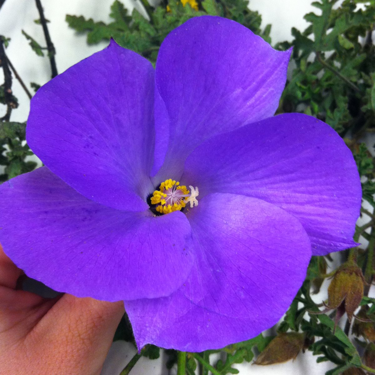 Blue hibiscus | Project Noah