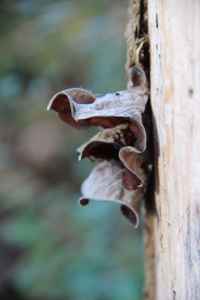 Snow Ear | Project Noah