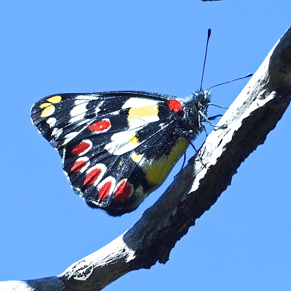 Red-spotted Jezebel or Wood White | Project Noah