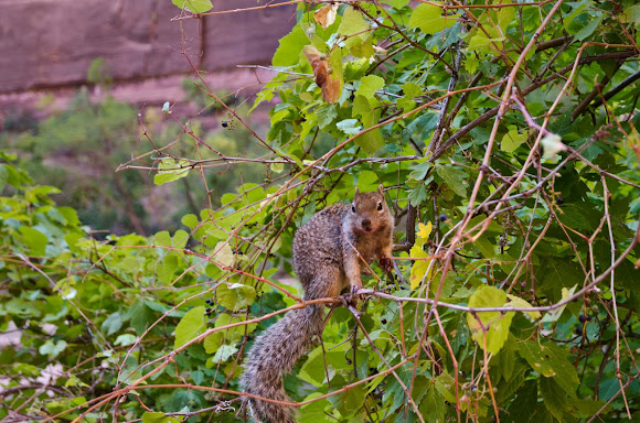 Canyon Grape | Project Noah