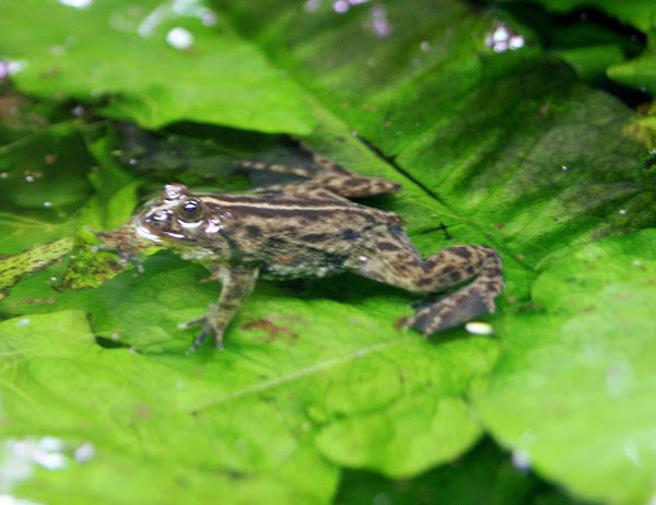Green Puddle Frog | Project Noah