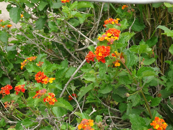 Texas Lantana | Project Noah