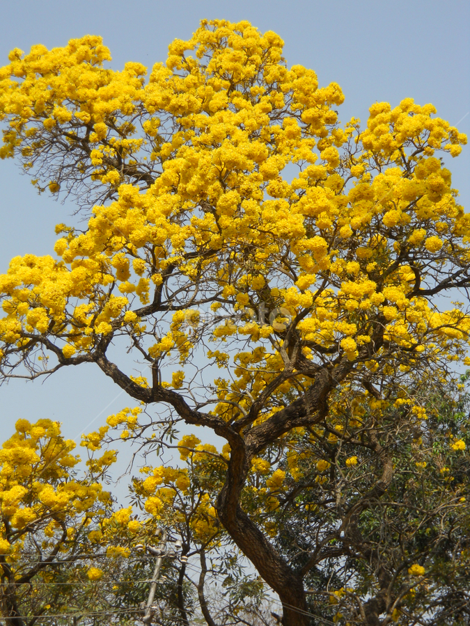 Yellow Things In Nature