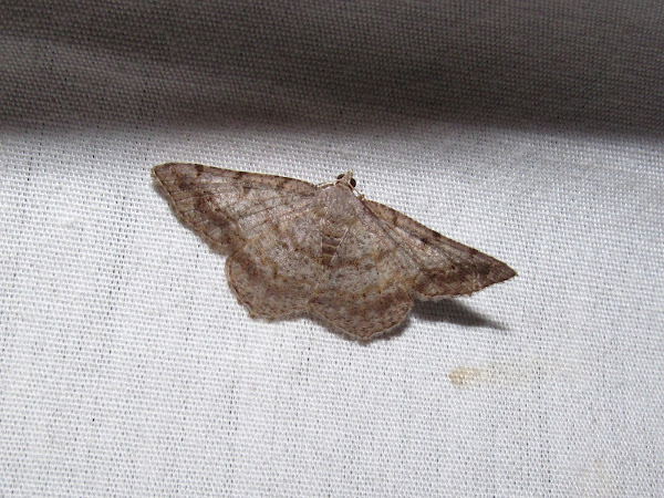 Faint-spotted Angle | Project Noah