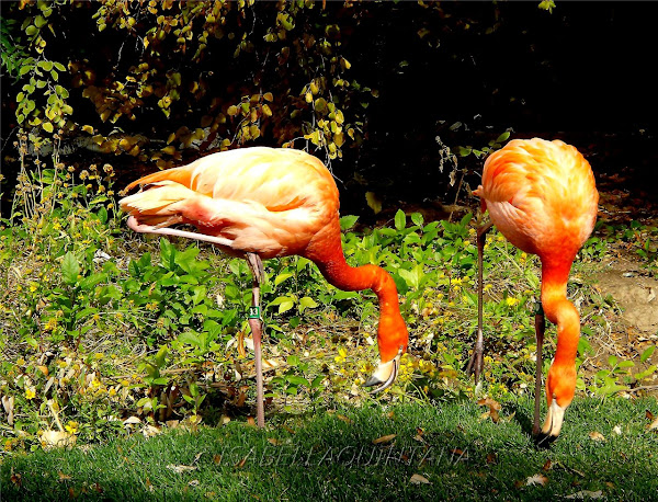 Flamingo | Project Noah