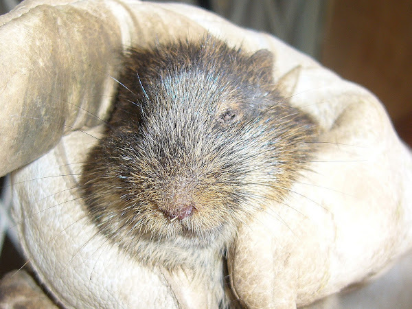 Vlei Rat | Project Noah