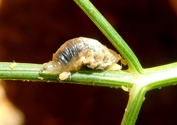 Hoverfly larva | Project Noah