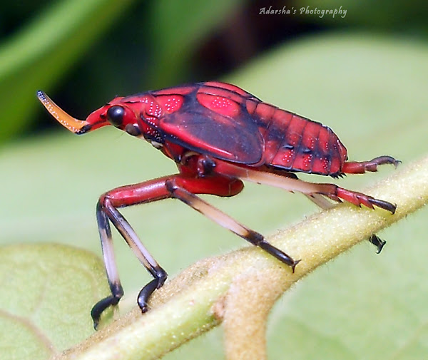 Fulgorid Planthopper Nymph | Project Noah