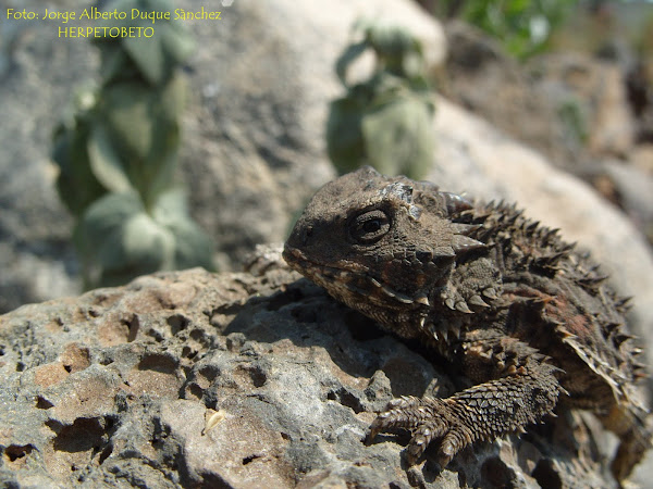 Horned Toad | Project Noah