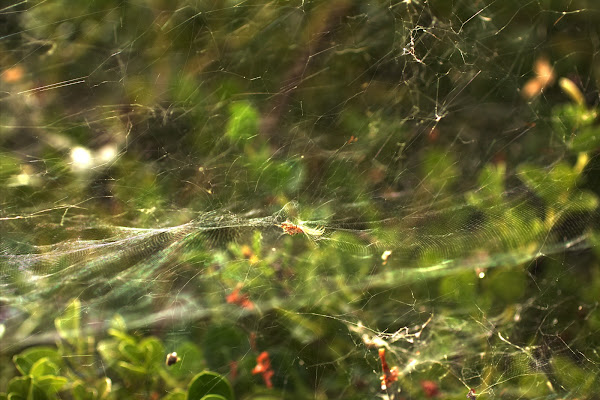 Tropical Tent-web Spider | Project Noah