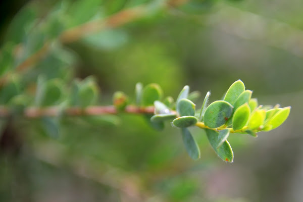 Showy Honey-myrtle | Project Noah