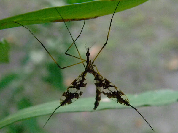 primitive cranefly | Project Noah