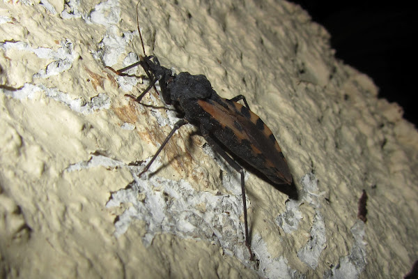 Cone-nosed Bug | Project Noah