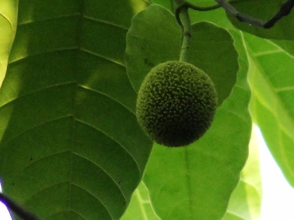 कदम्ब Kadamb | Project Noah