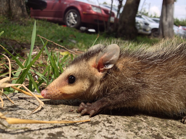 Tlacuache | Project Noah