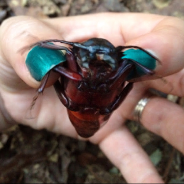 Live-oak Root Borer | Project Noah